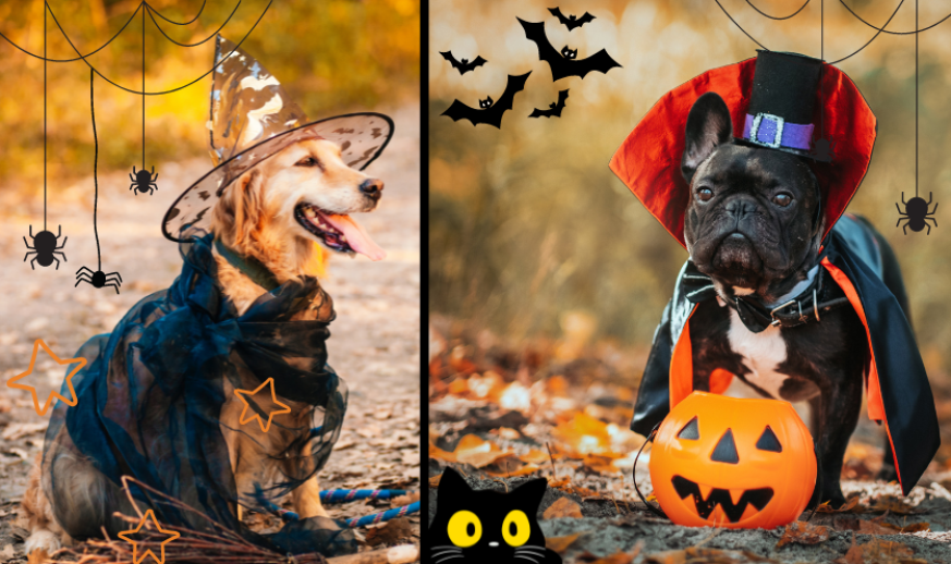 Howl-O-Ween | OurGateshead